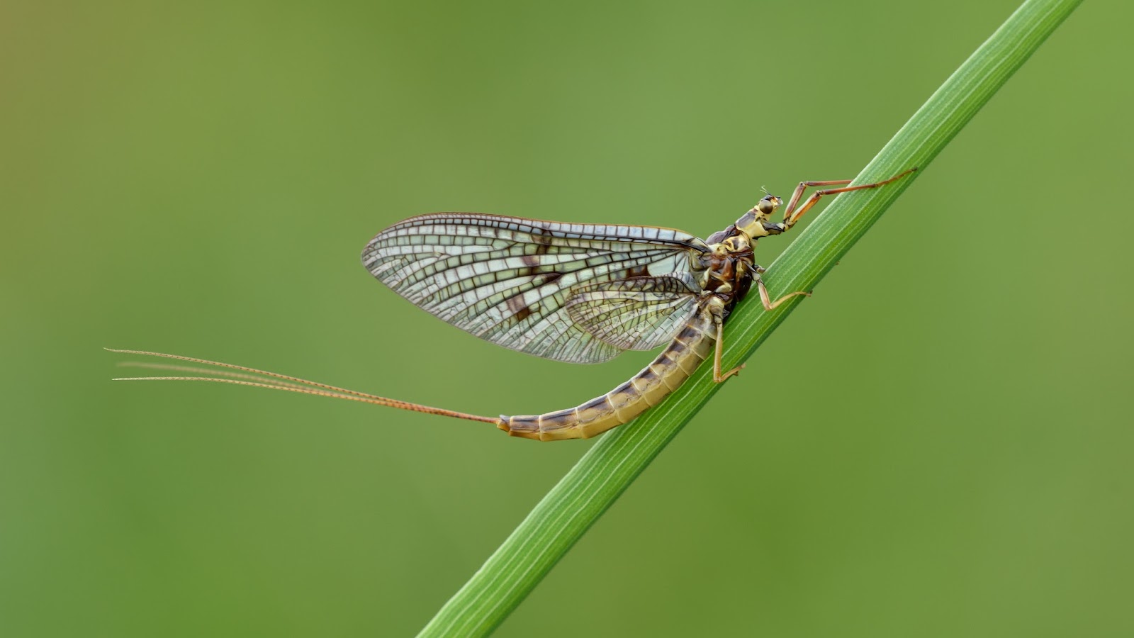Bob's Butterfly and Bird Blog: By The River.