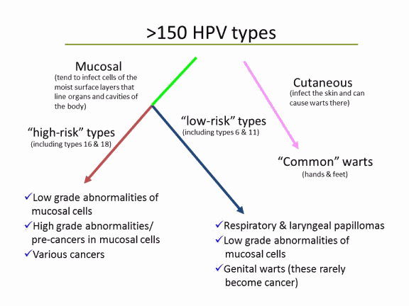 Human Papilloma Virus (HPV)