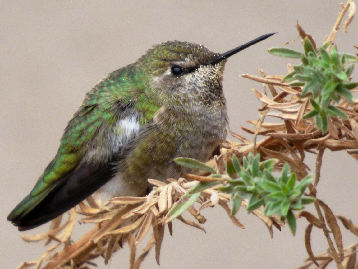 Geotripper's California Birds: Anna's Hummingbird at the Sacramento ...