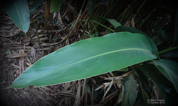Meu Cantinho Verde: GENGIBRE-CONCHA, ALPÍNEA - ( Alpinia zerumbet )