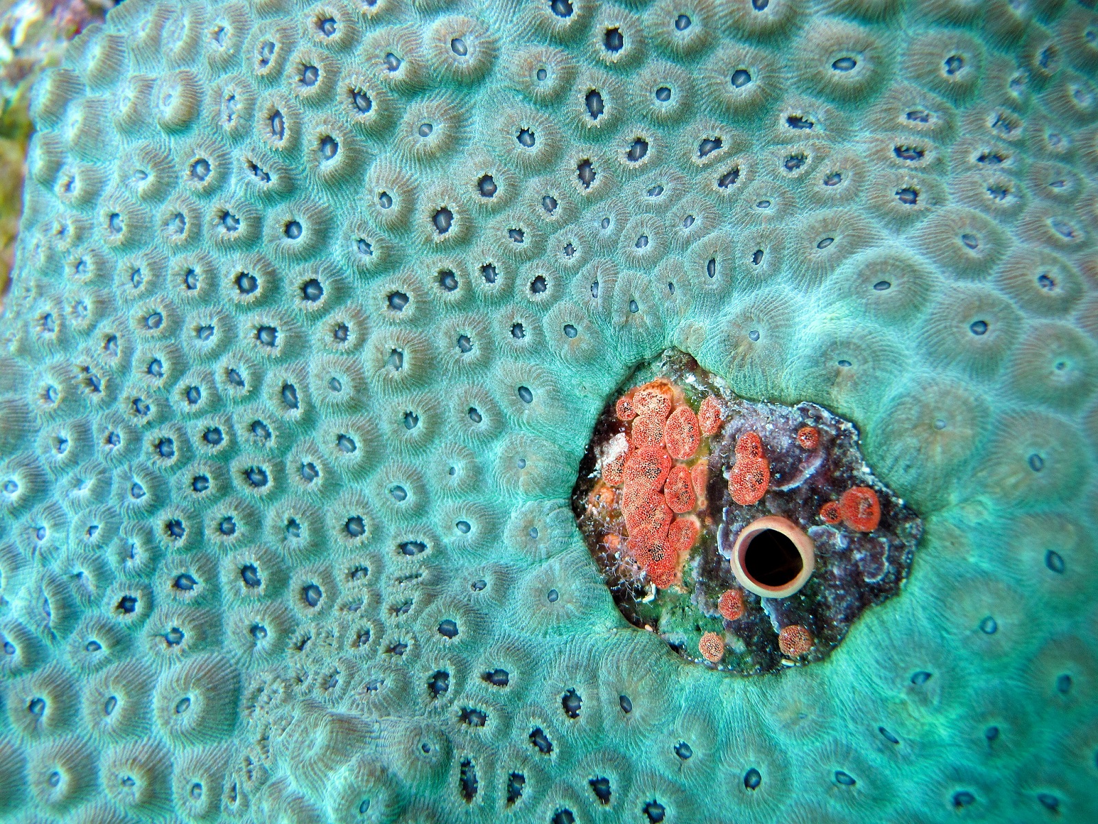 Real Monstrosities: Boring Sponge