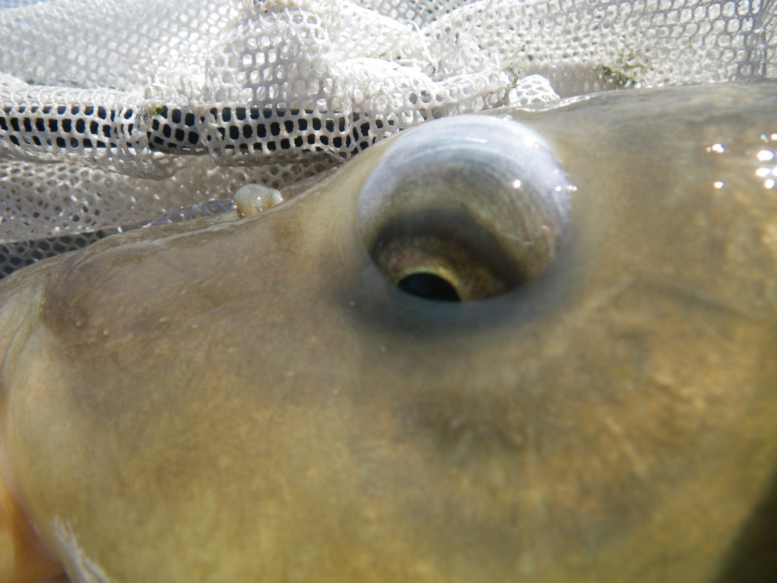 Got Backing? (Formerly Known as Mr. P.'s Blog): Carp Parts--Eyes