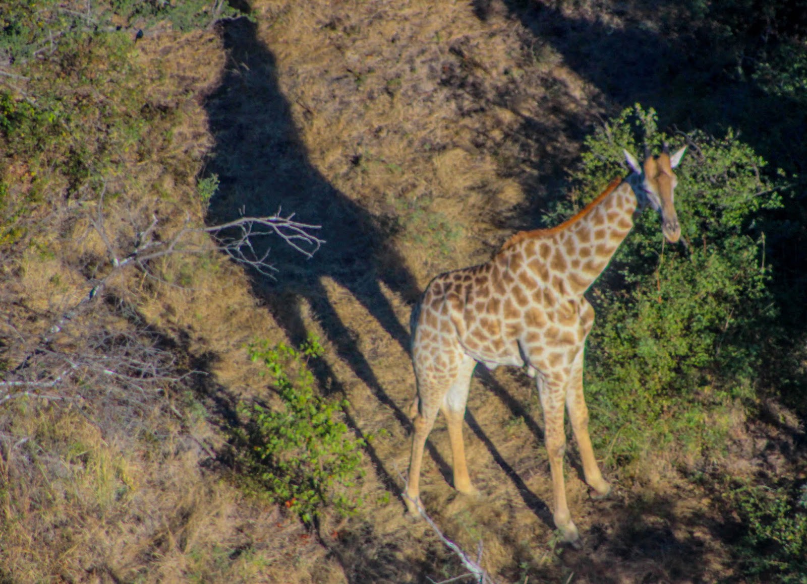 Cannundrums: Angolan Giraffe