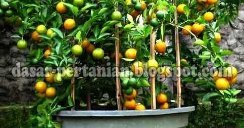 Tips Agar Tanaman Buah Di Dalam Pot Bisa Cepat Berbuah | Dasar-Dasar ...