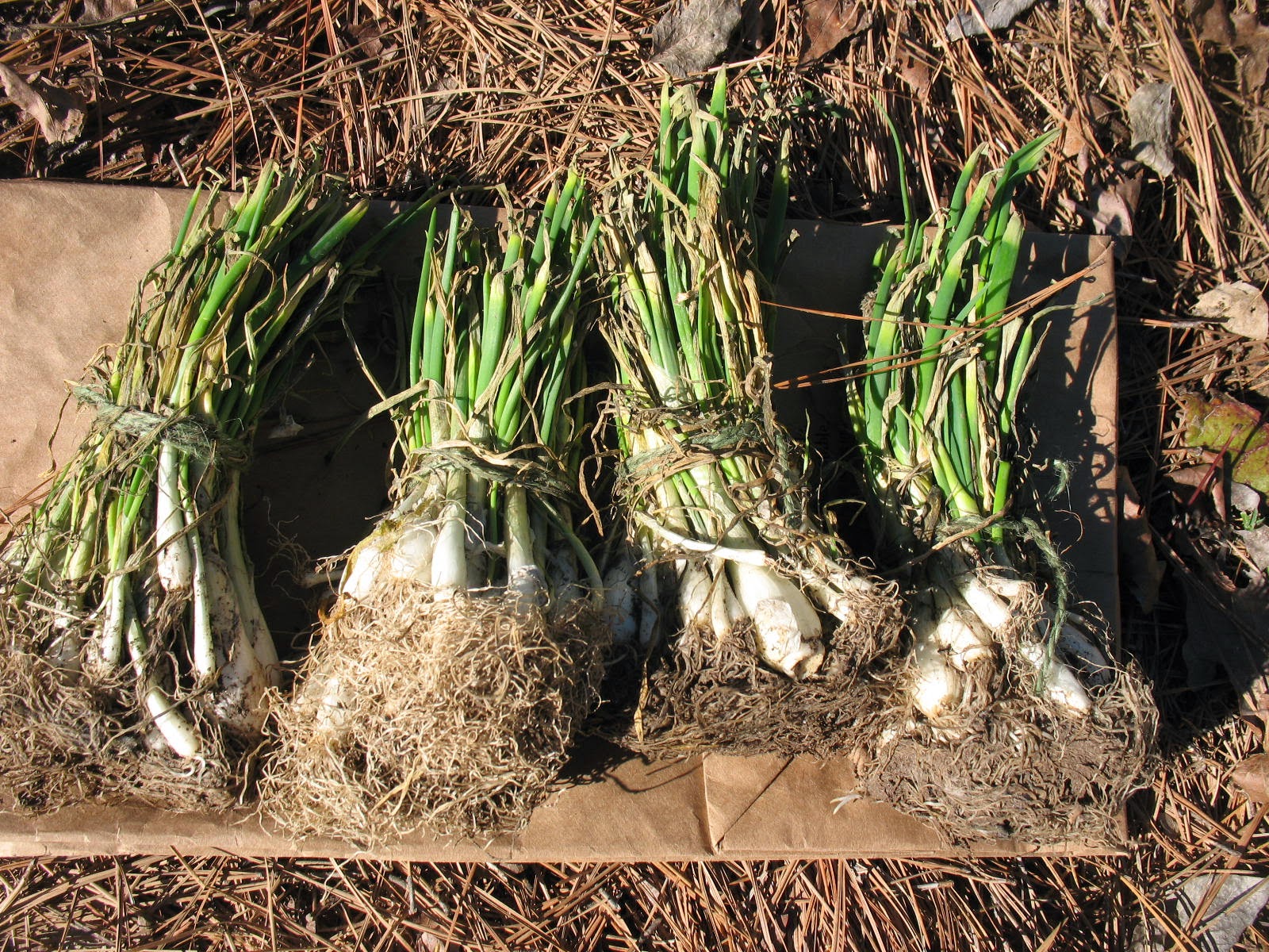 Sensible Survival Caring For Onion Sets Prior To Planting