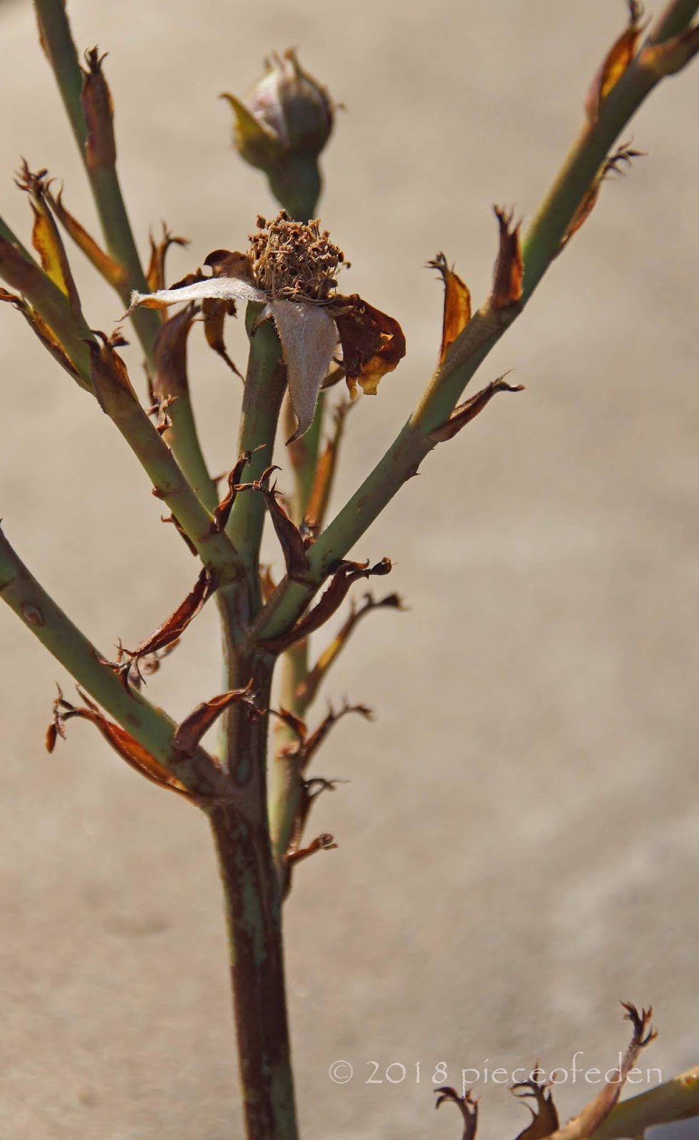 Chilli Thrips On Roses