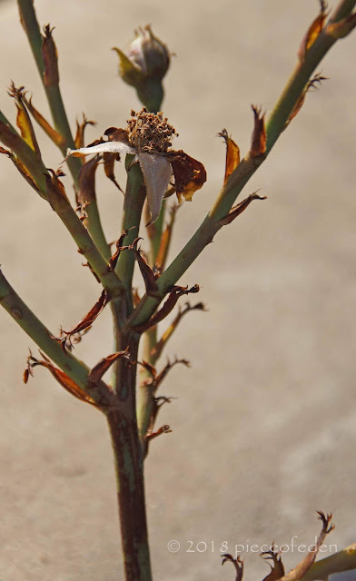Chilli Thrips On Roses