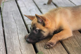 Cute Belgian Malinois Puppies Photos | Cute Puppy Images Pictures