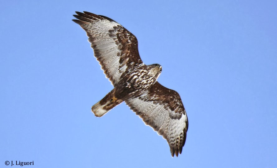 Raptor Identification and Photography: Unbanded Remiges on Red-tailed Hawks