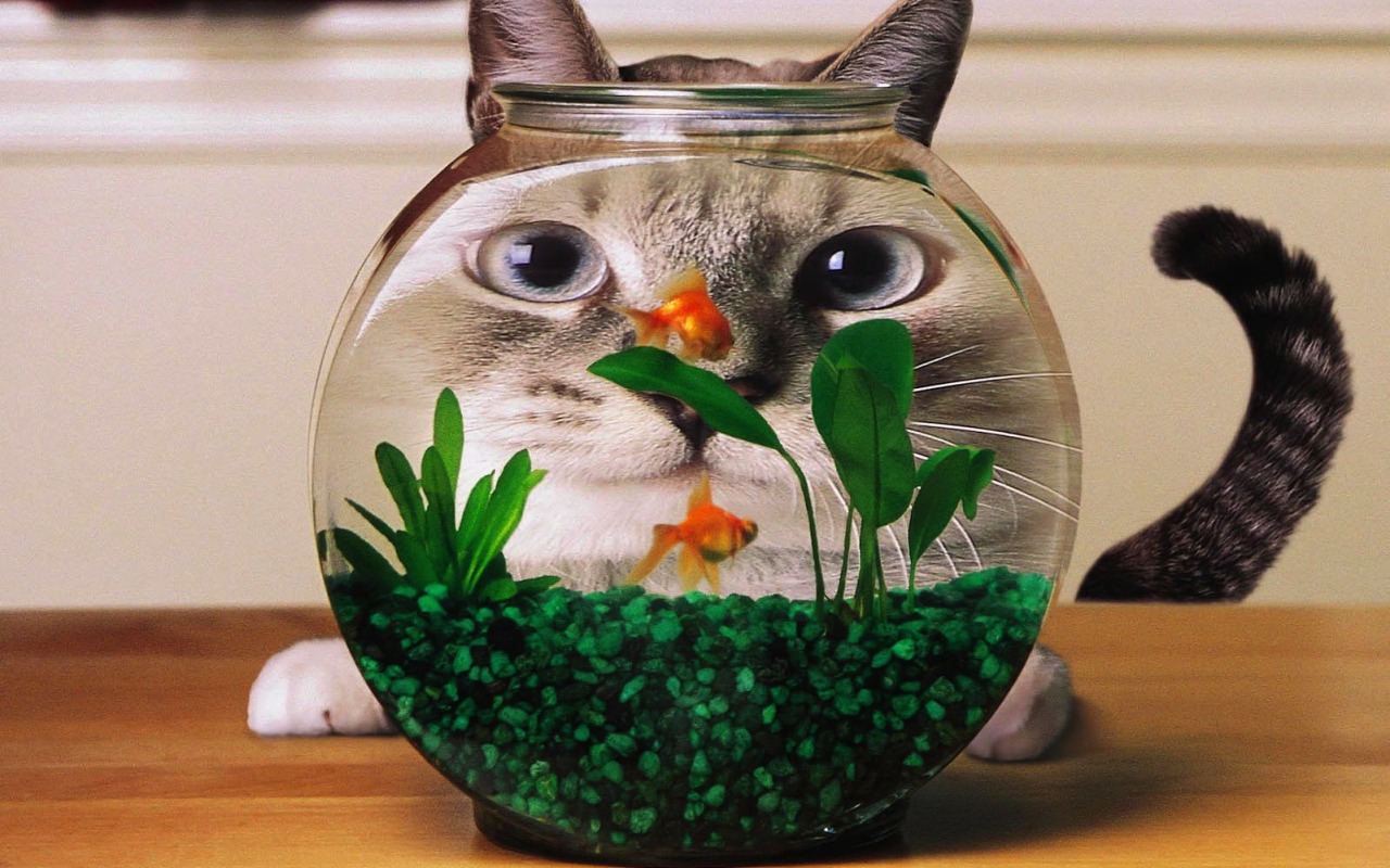Cat Watching Goldfish in Aquarium HD Wallpaper | ReWallpaper