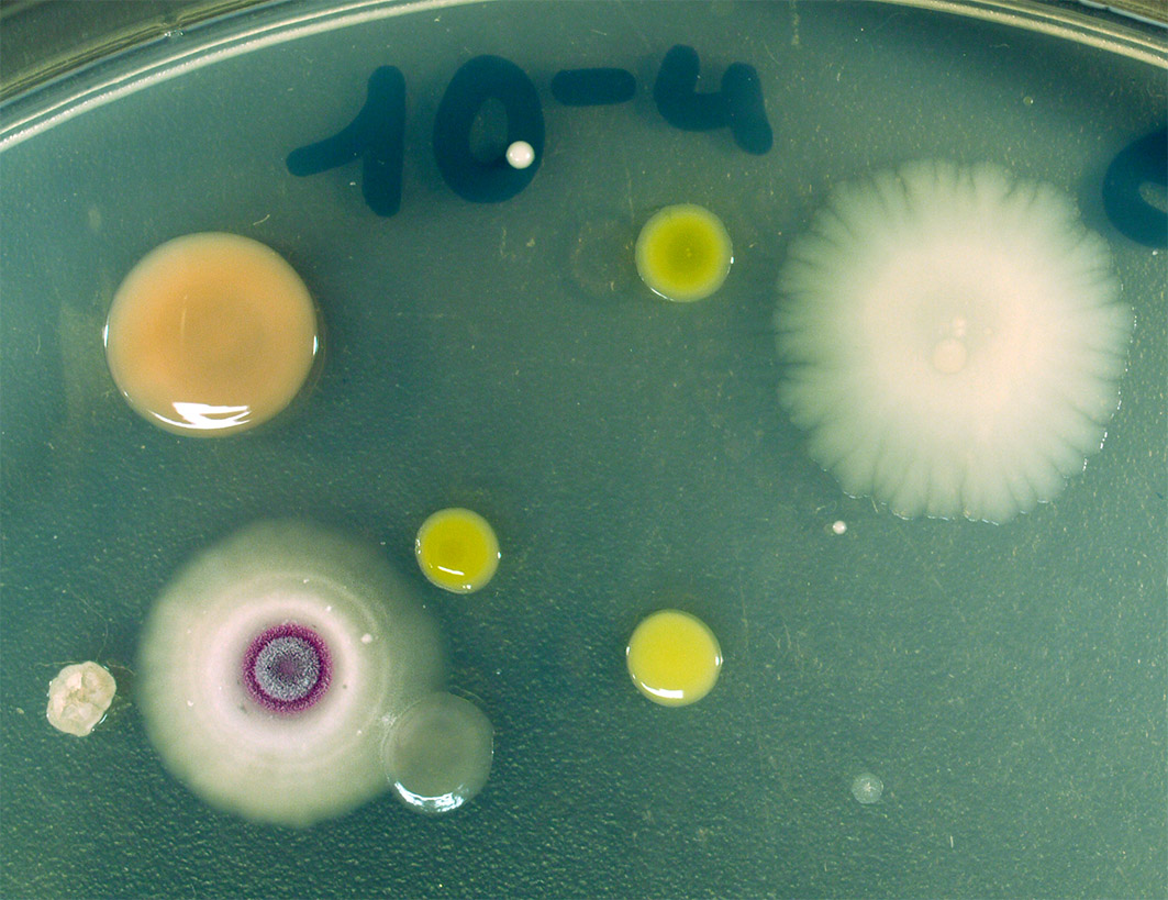 MicroMundo@UCM: 2017