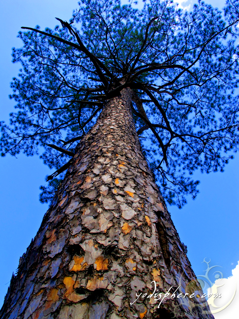 Chasing Magic at the Enchanted Mossy Forest of Mt. Pulag - yodisphere.com