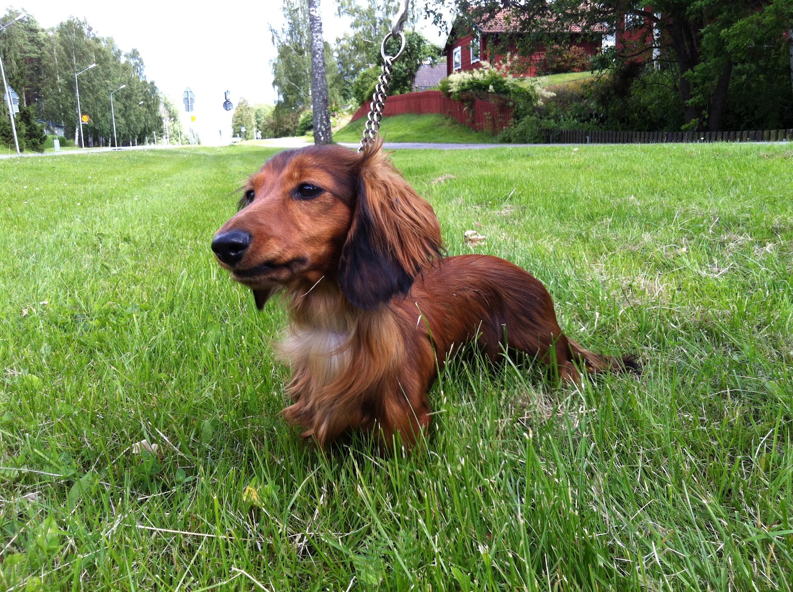 Hästbonden: Taxar till salu