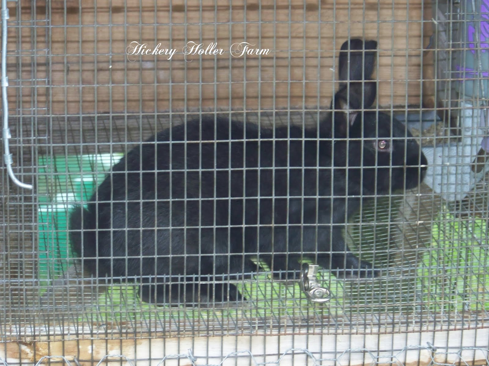 Hickery Holler Farm: Rabbit Hutch Improvements