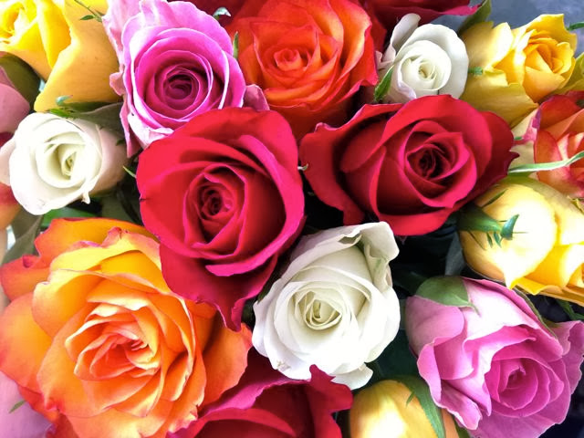 My Rose Valley: Roses on fire!