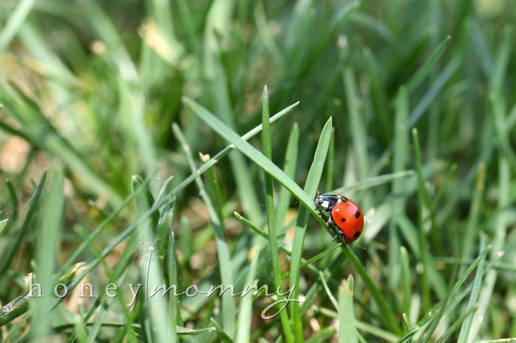 Honey Mommy: The Ladybug Tree ( Lessons on the Lifecycle of a Ladybug)