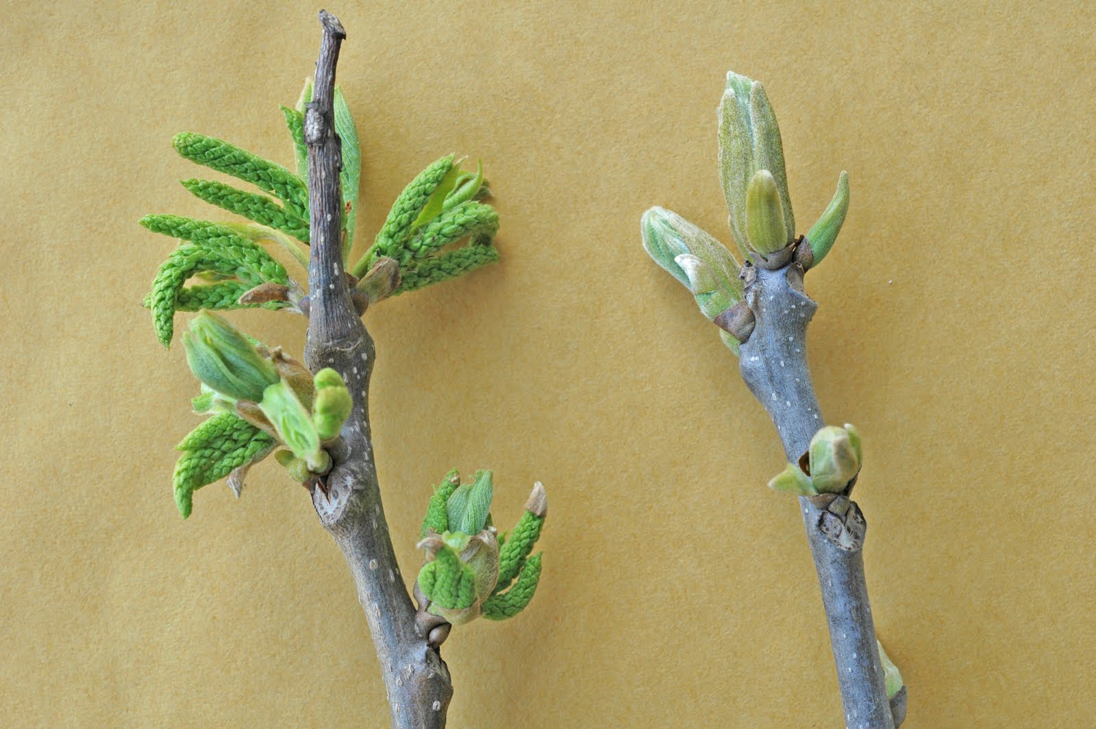 Northern Pecans: Pecan trees breaking bud