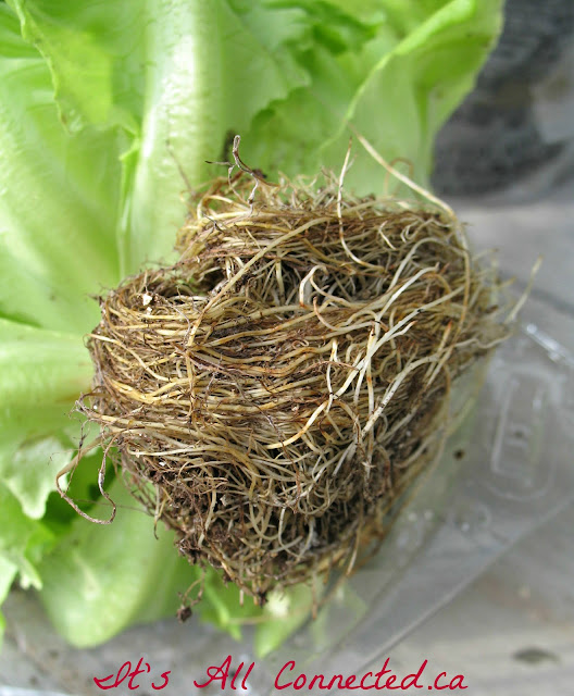 It's All Connected: Indoor Gardening