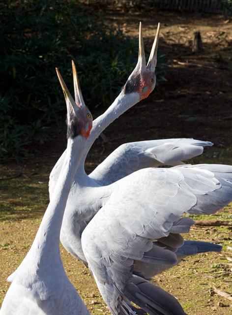 Barbara Oehring Photography: Dancing Brolgas