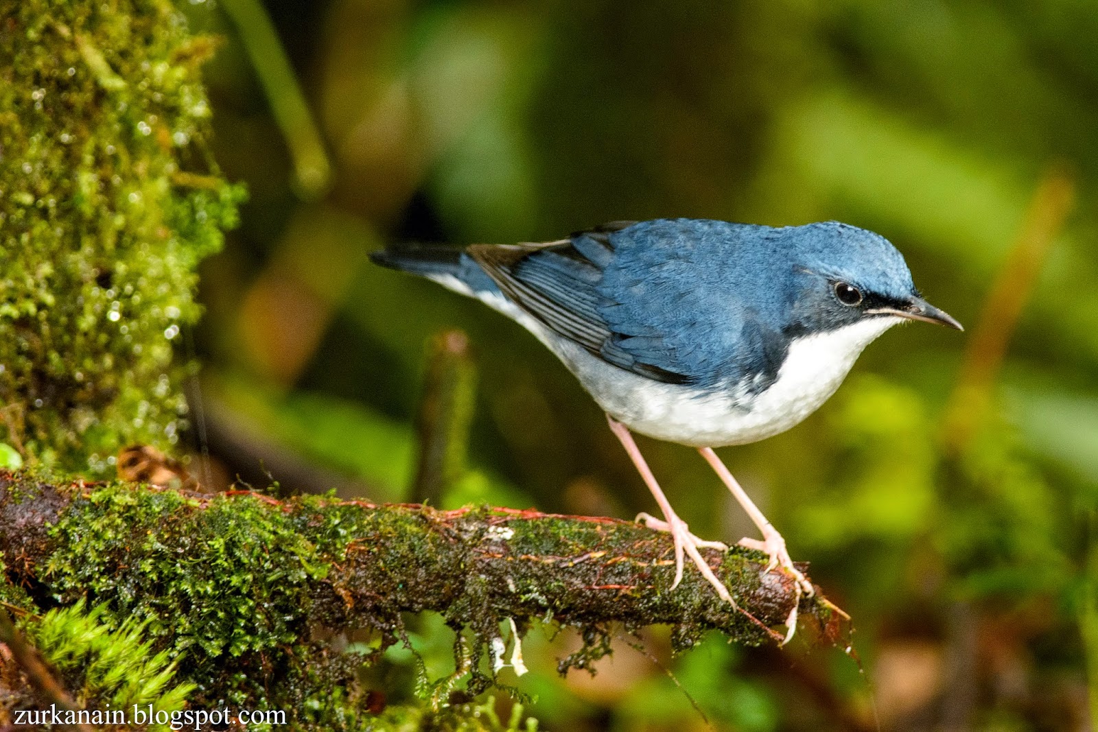 Zul Ya - Birds of Peninsular Malaysia: Siberian Blue Robin V14