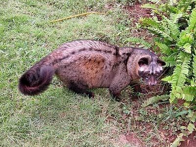 ALAM TUMBUHAN DAN HEWAN: Musang luwak