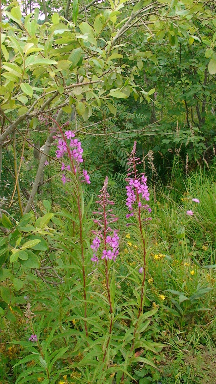 TUDOR PHOTO BLOG: Pestera Cetatile Radesei - Padis,Muntii Apuseni ...