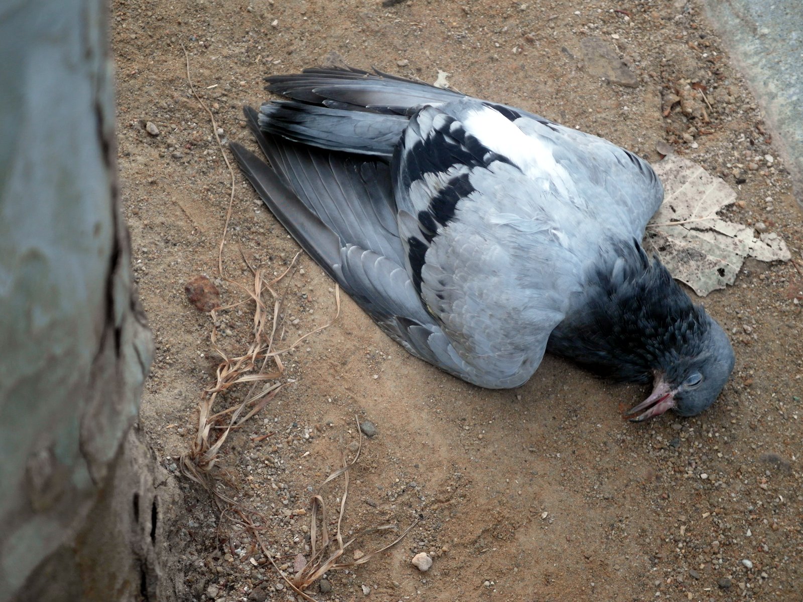 La retina del sabio: Paloma muerta