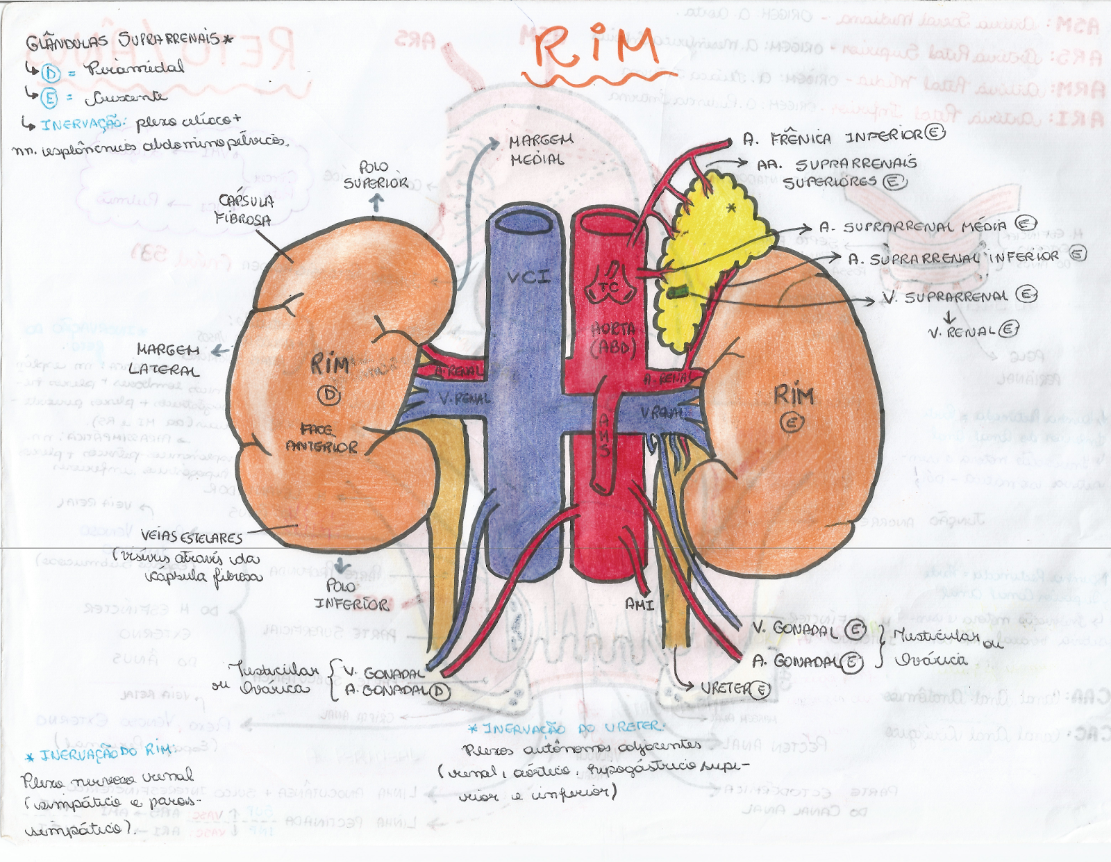 Rabiscos Infundados: Anatomia dos Rins e Suprarrenais (Vista Anterior)