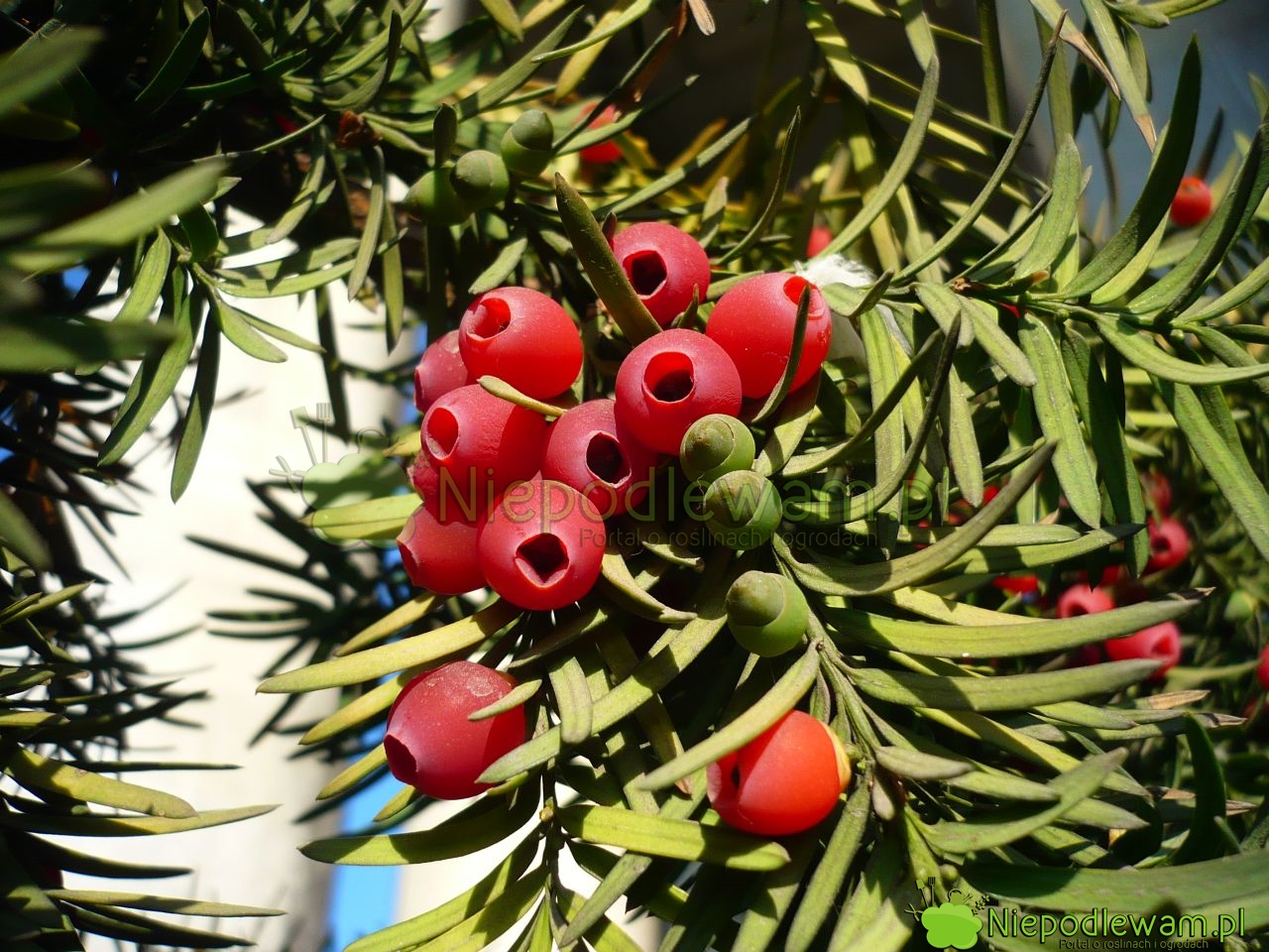 niepodlewam: Z czerwonymi owocami – przegląd roślin ogrodowych
