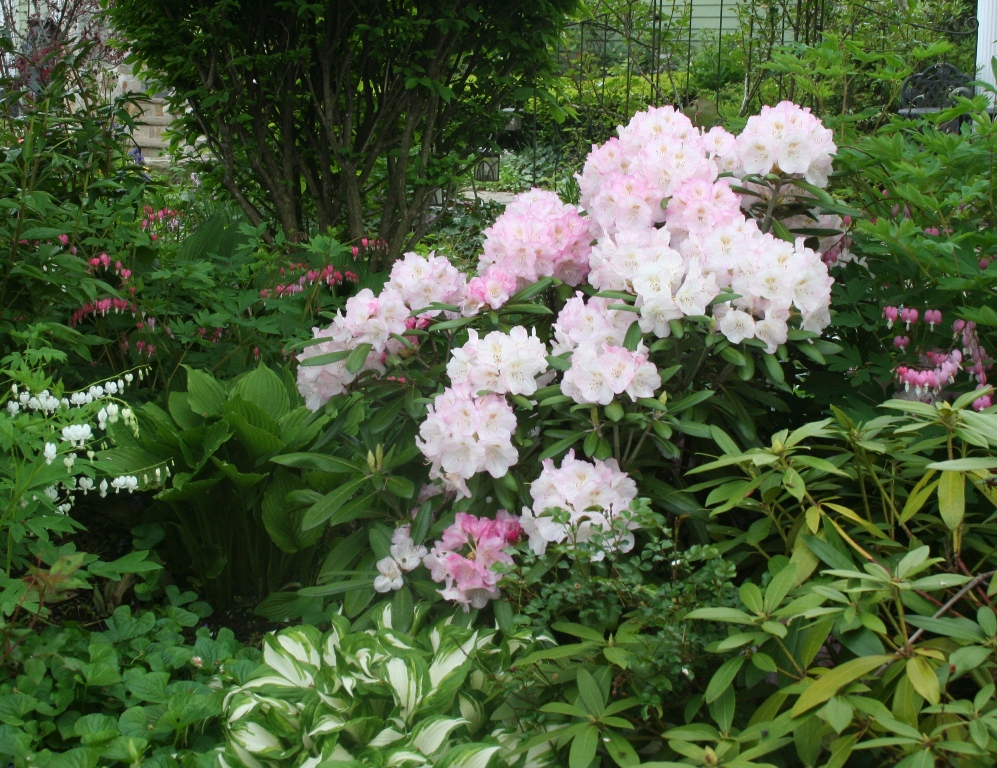Our Garden Journal: Rhododendron "Pink Pearl"