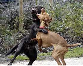 Funny Animals: Dogs Fighting