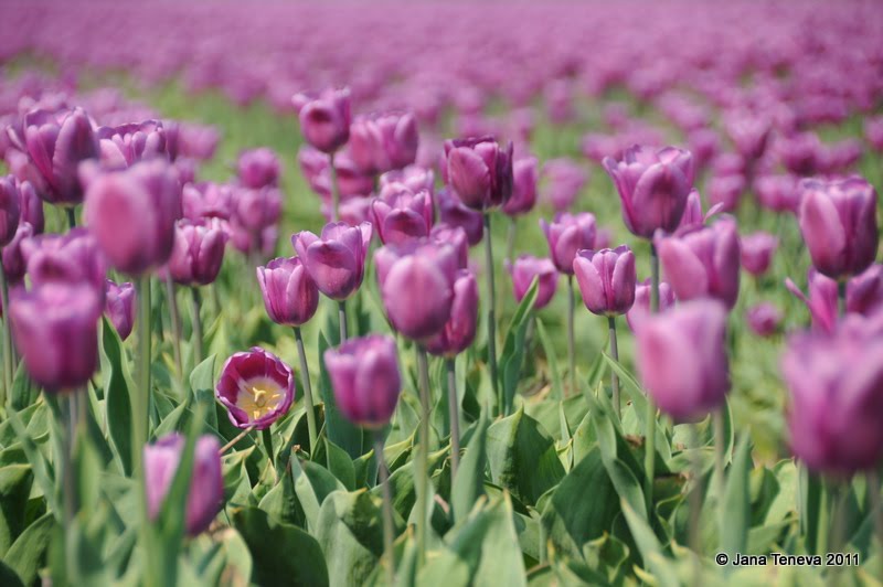 Jana around the world: Tulip fields in Flevoland 2011