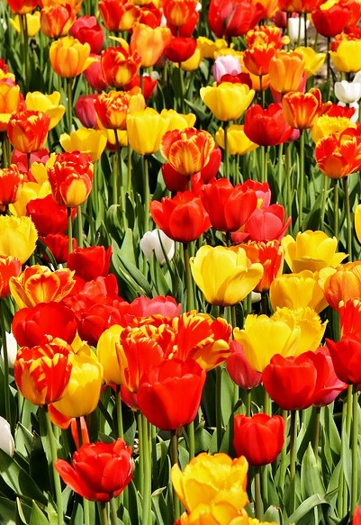 National Flower of Turkey