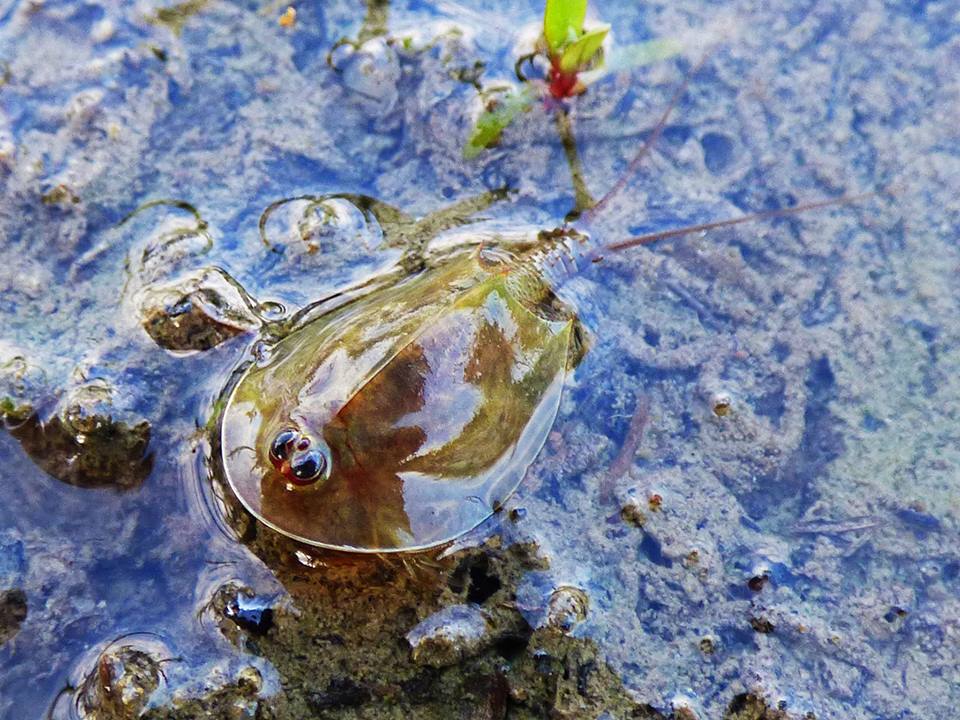 Amantes de la ornitología: Triops, los seres más antiguos de La Tierra.