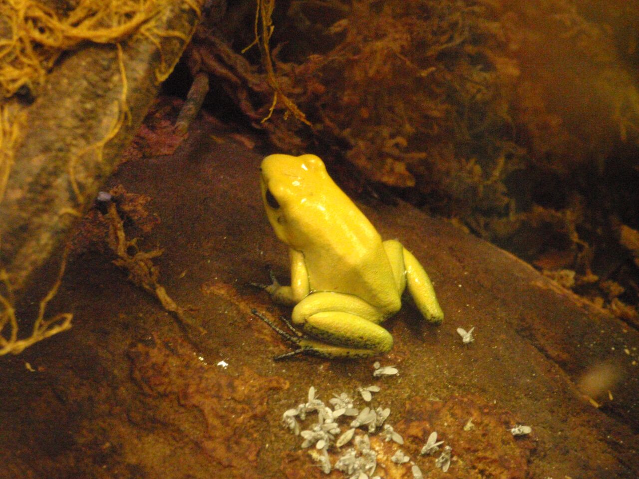 Taxonomía Chordata: Clase Amphibia