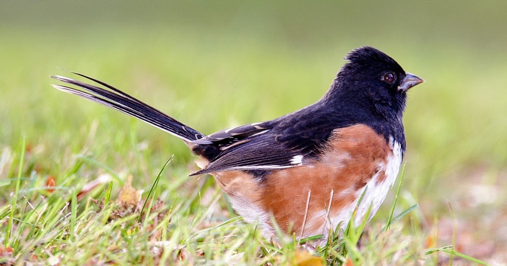 The City Birder: Weekly Sparrow Spotlight