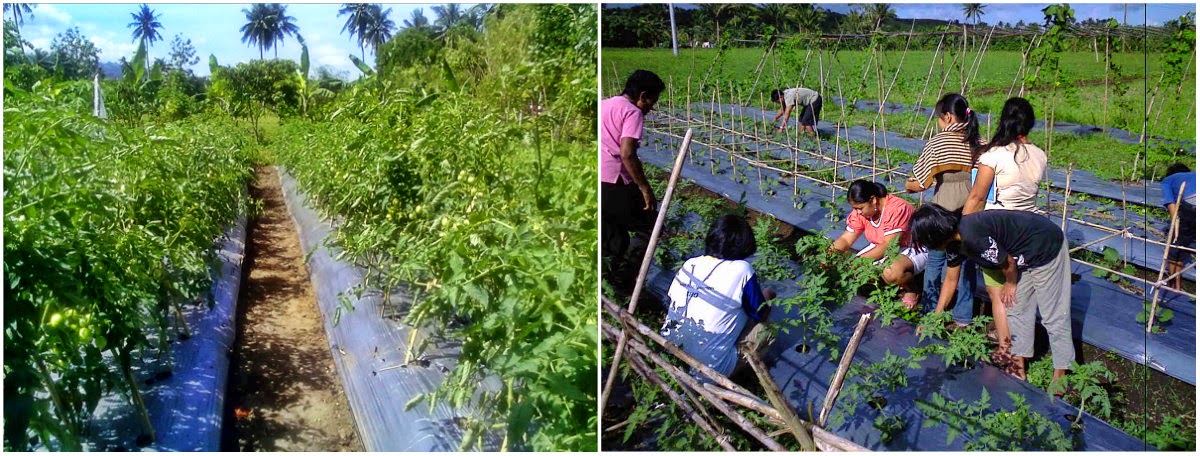 Albay 3rd District: October 2014