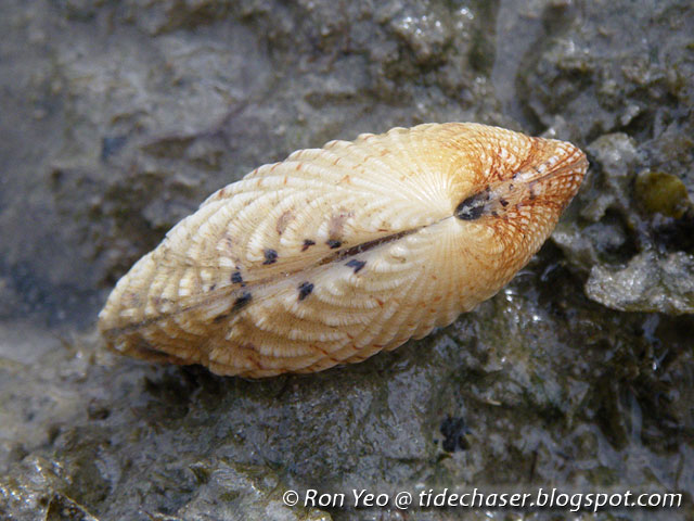 tHE tiDE cHAsER: Heterodont Bivalves (Phylum Mollusca: Subclass ...