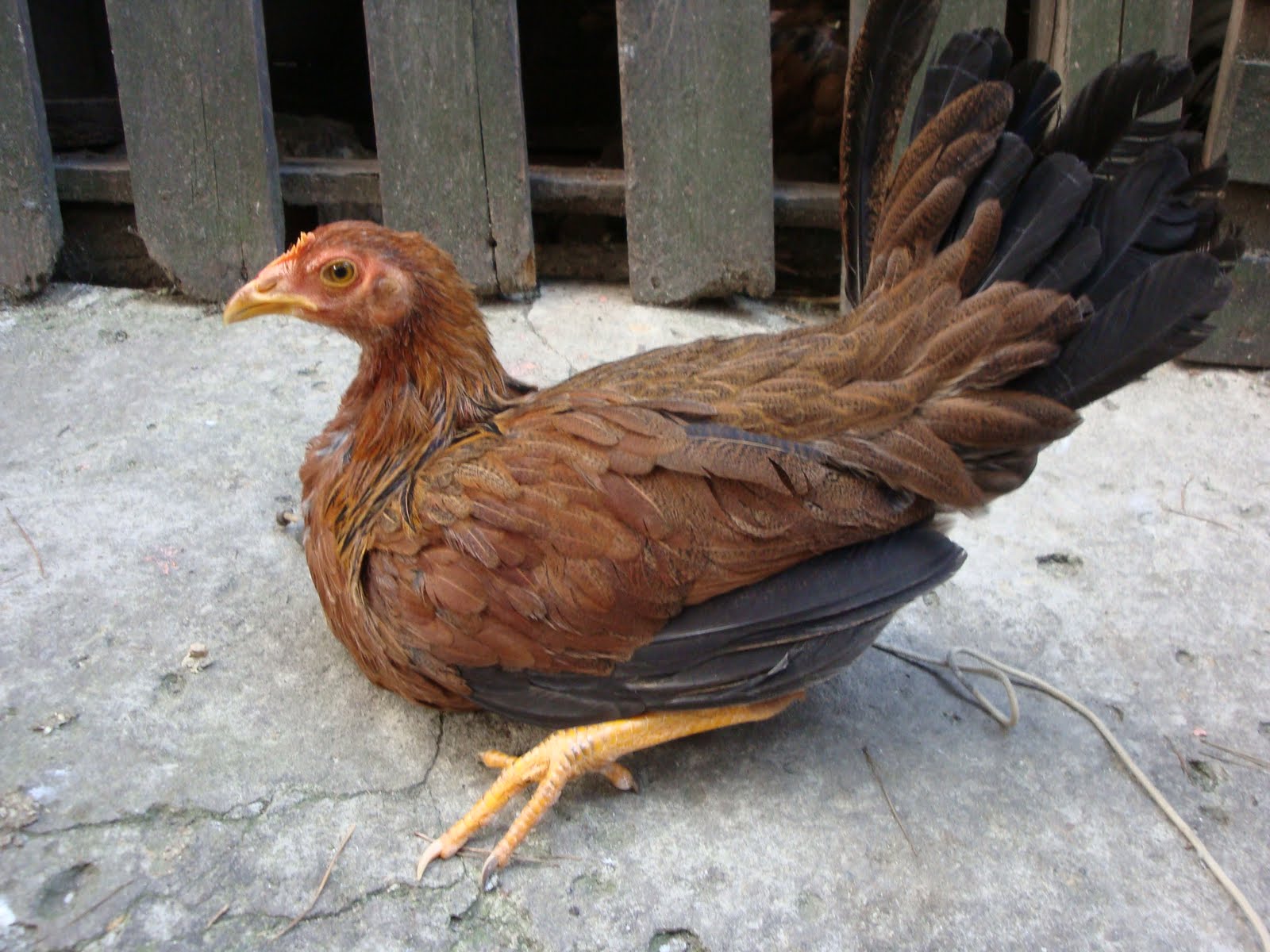Gallina de combate con grado español del criadero los zorro.