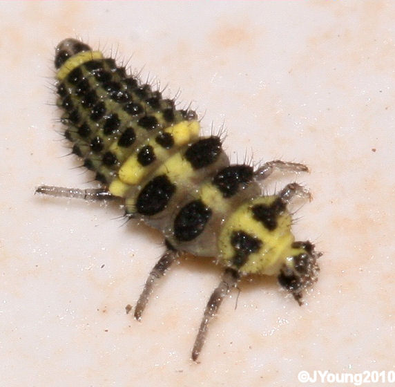 South African Photographs: Ladybird/Ladybug (Psyllobora variegata Sp)