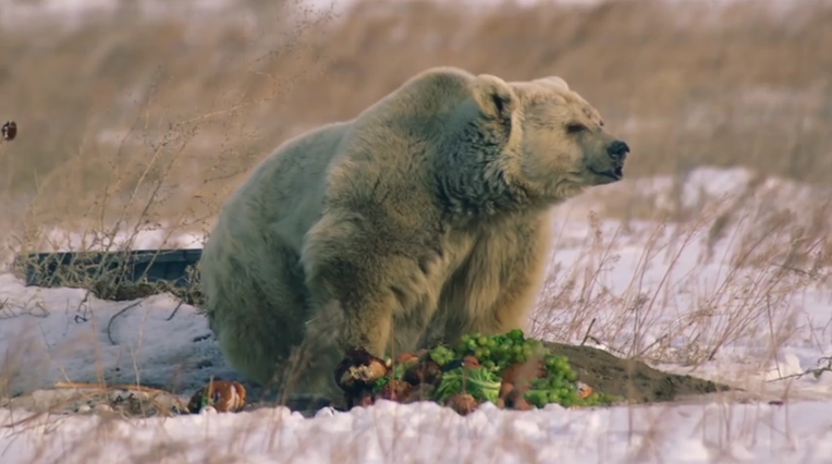 White Wolf : After 30 Years in Decrepit Roadside Zoo, Rescued Bear ...
