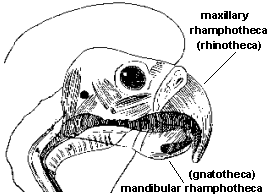 MY FAVORITE TISSUE - THE AVIAN BEAK