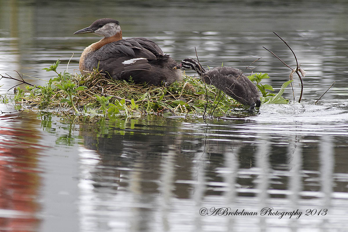 Ann Brokelman Photography: Red-Necked Grebe at Bronte Harbour