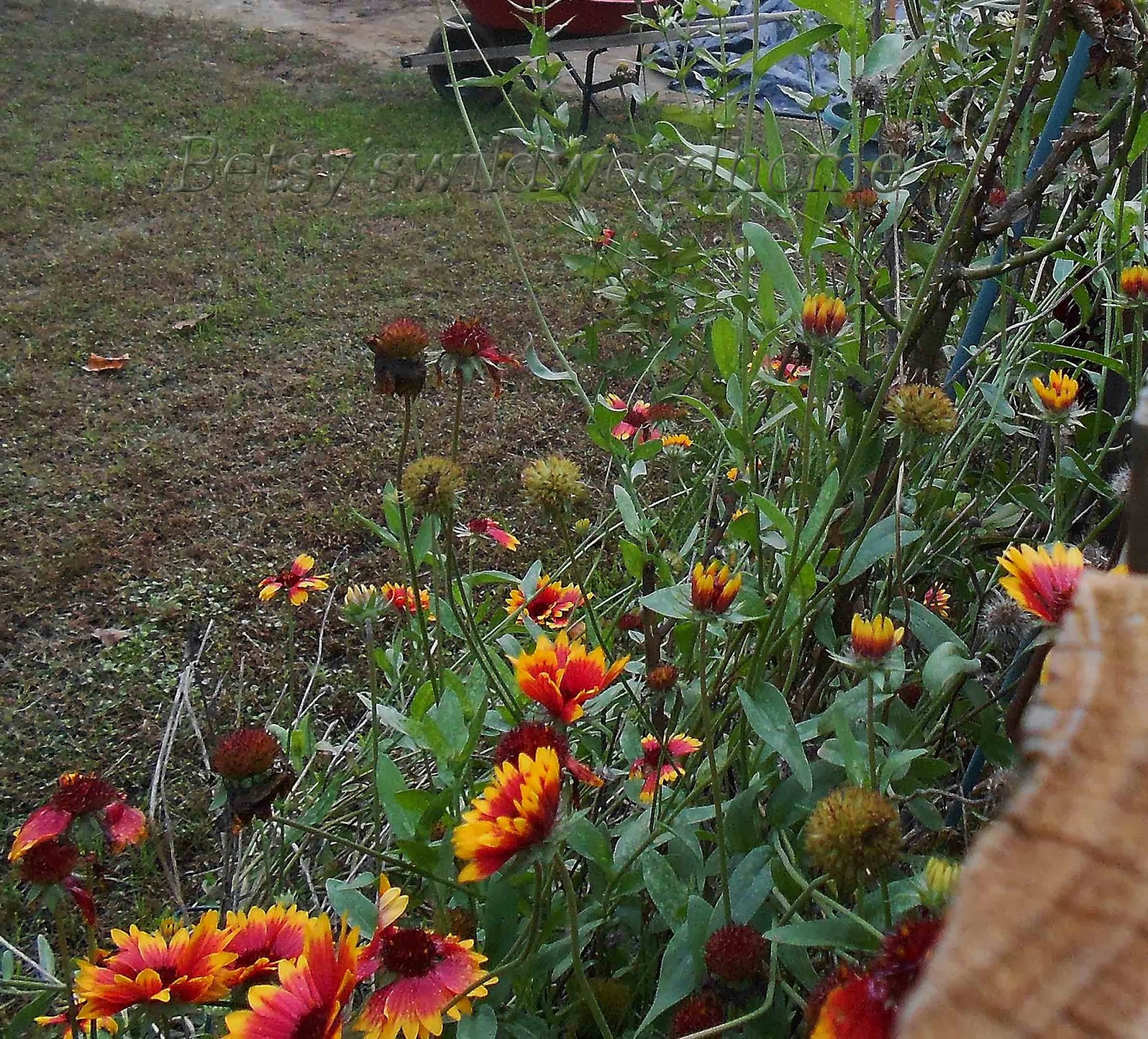 Betsy's Wildwood Home: Before the frost