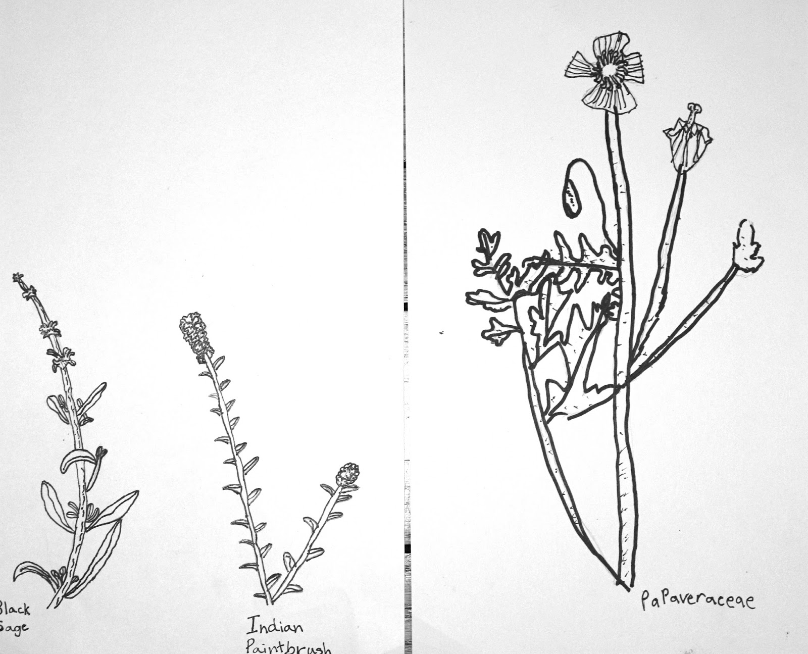 RL Arts: CALIFORNIA NATIVE PLANTS