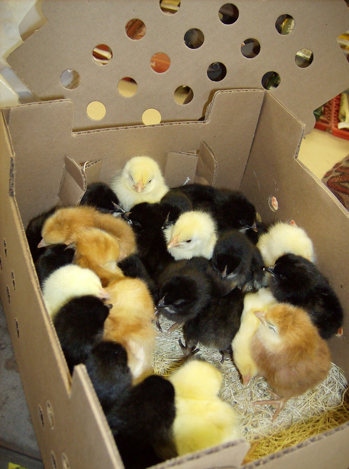 Becky's Happy Hens & Small Town Chatter: April 2011