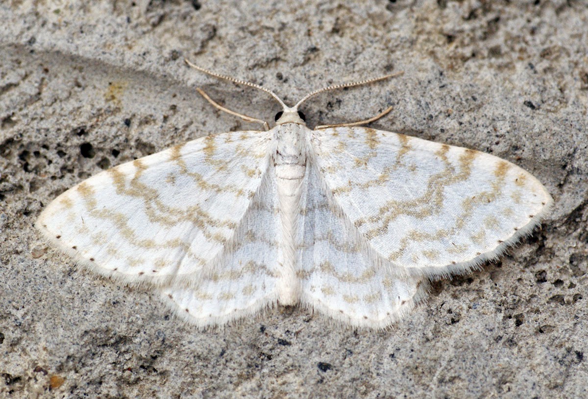 FlyinginFordham: A Wave of moths