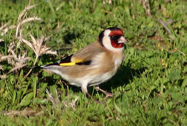 Mi Gran Canaria: PINTO, PRESAS DEL (ARUCAS)