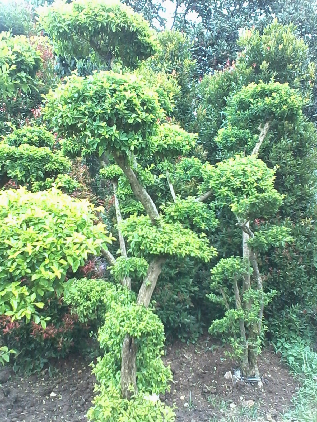 POHON PANGKAS KUNING, JUAL BONSAI PANGKAS KUNING, BIBIT PANGKAS KUNING ...