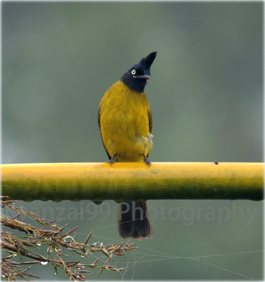wanzai99 PHOTOGRAPHY: Burung Merbah Jambul Hitam
